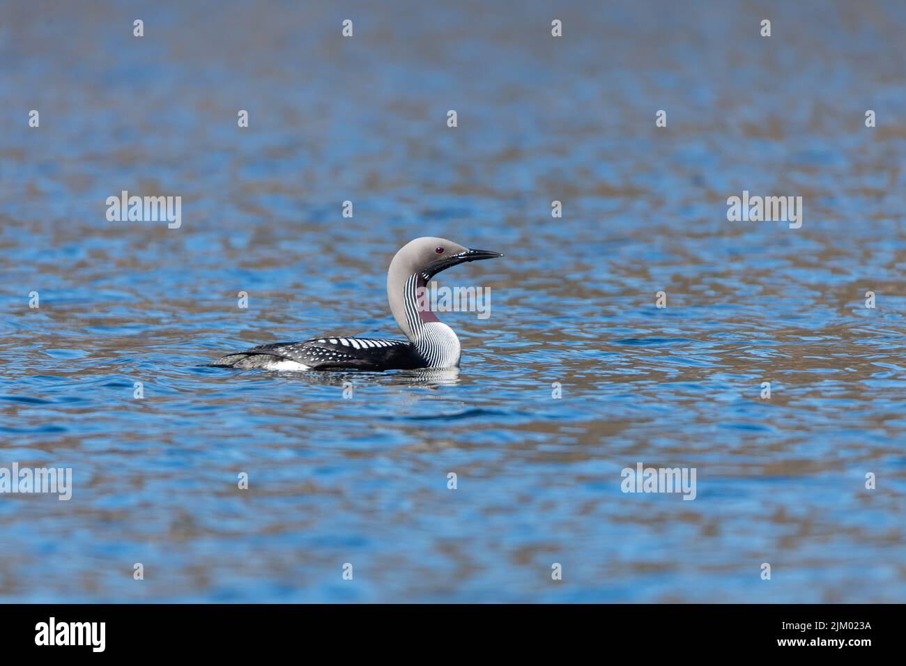 Black-throated loon, (Gavia arctica) swimming in the lake. Bird ...