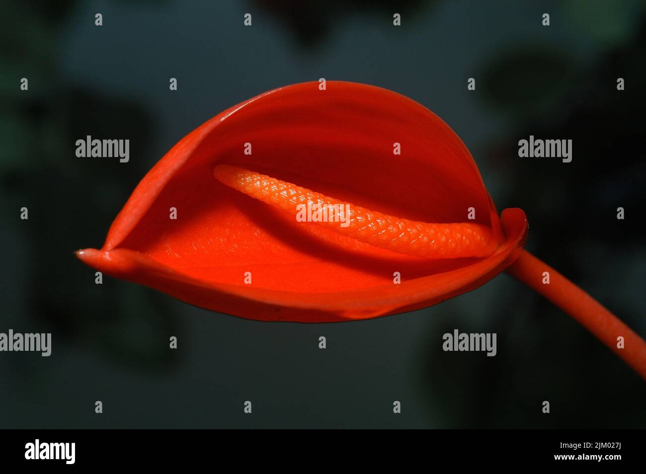 Laceleaf hi-res stock photography and images - Alamy