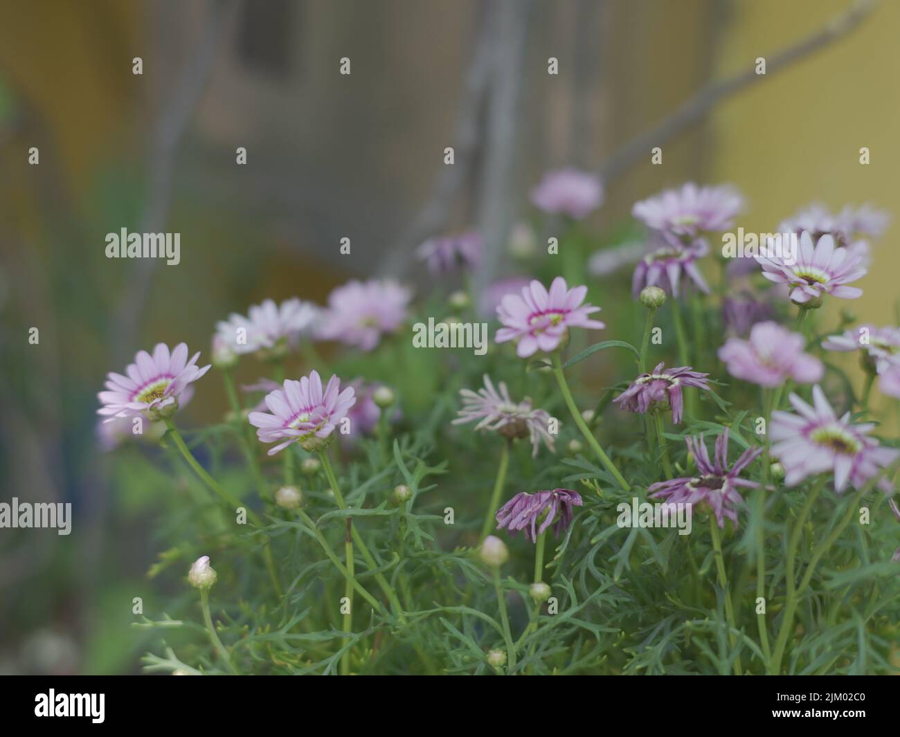 Beautiful purple little flowers hi-res stock photography and images - Alamy