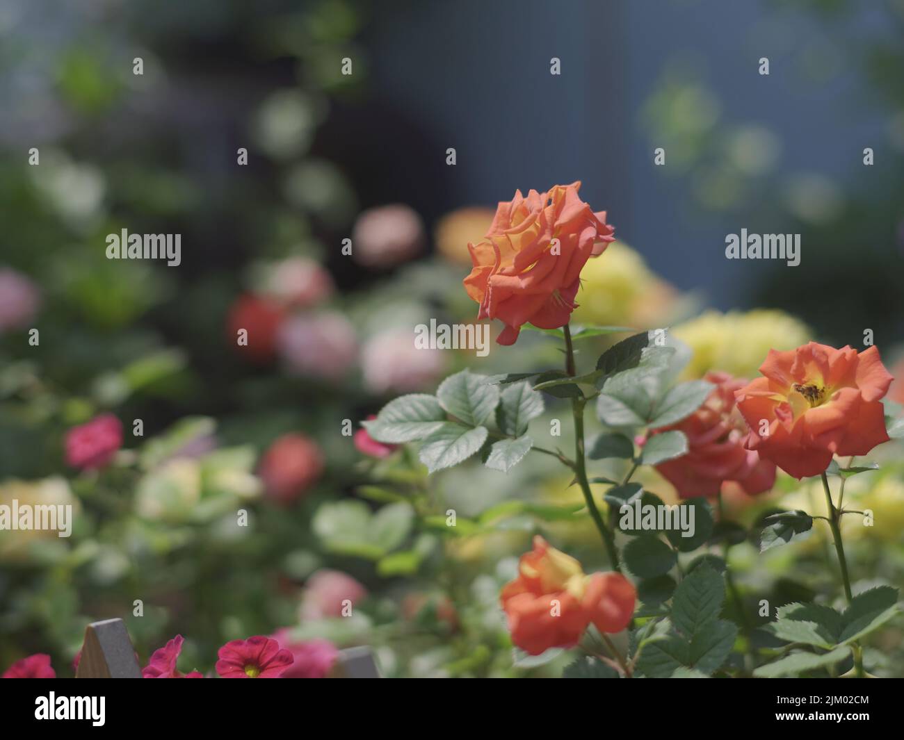 A shallow focus of a bush of little red roses in the garden Stock Photo ...