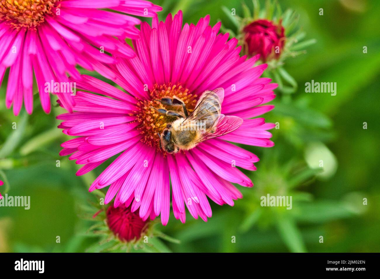 Dark honey bee hi-res stock photography and images - Alamy