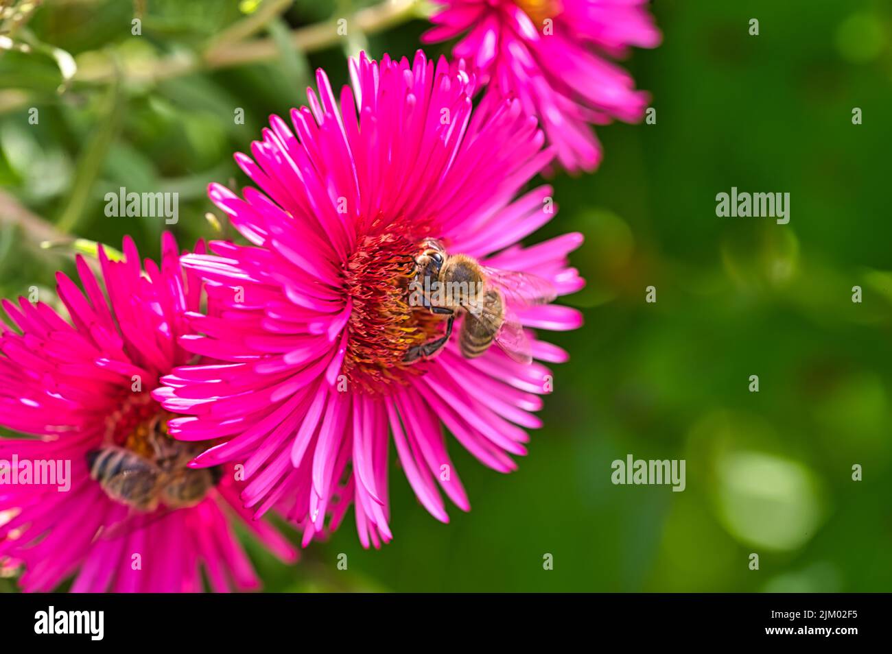 Dark european honey bee hi-res stock photography and images - Alamy