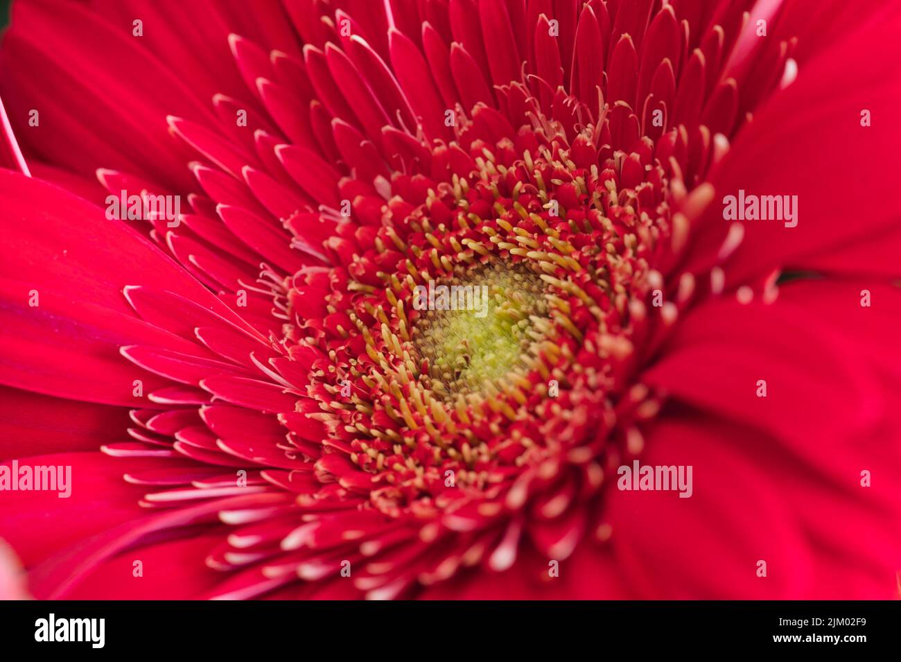 Disc florets hi-res stock photography and images - Alamy