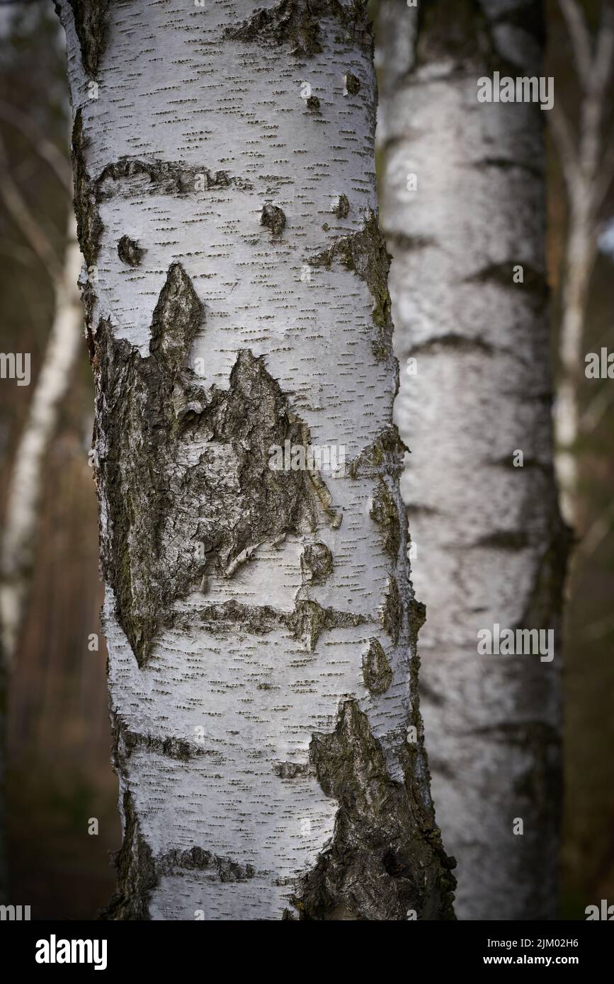 Birch trees with typical white bark in a forest in Germany Stock Photo ...
