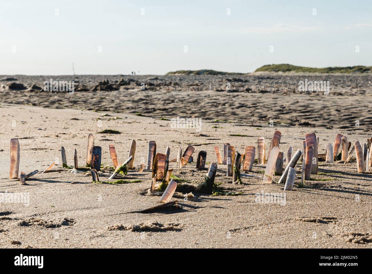 A scenic view of beach shells on the sand in the blue sky background ...