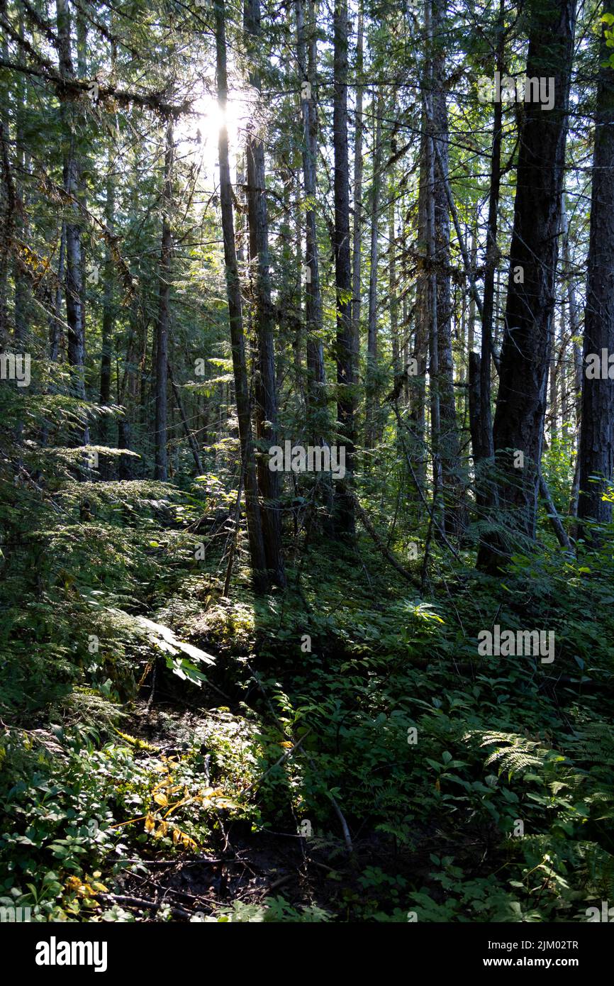 Sun rays in bc forest hi-res stock photography and images - Alamy