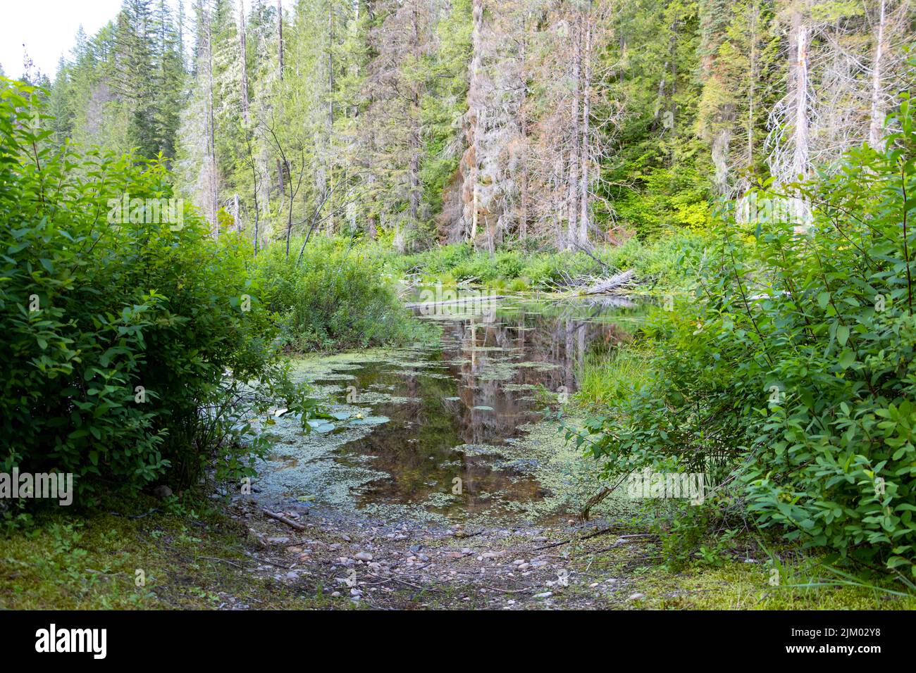Wet marsh hi-res stock photography and images - Alamy