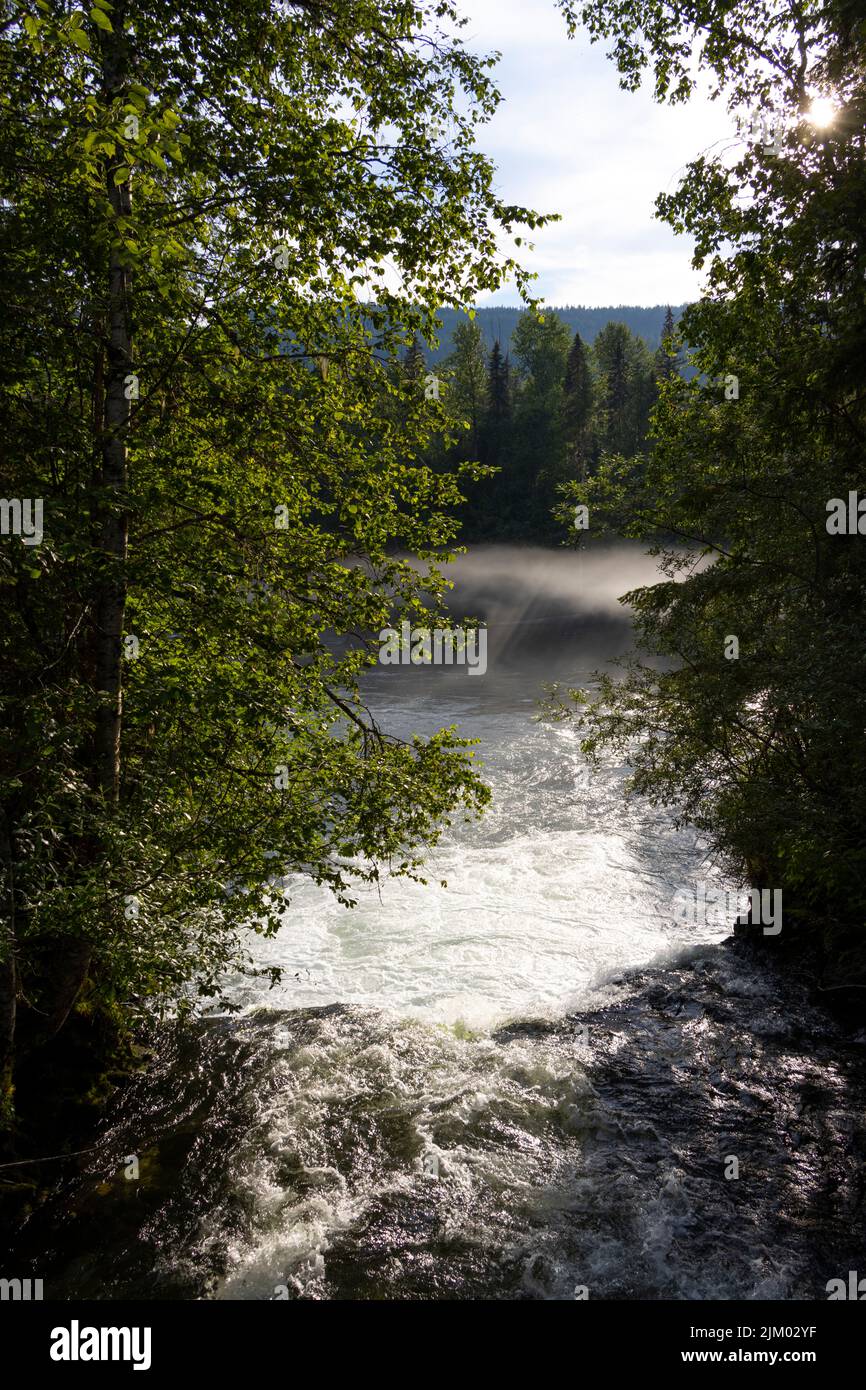 mist coming off river early morning between trees Stock Photo - Alamy