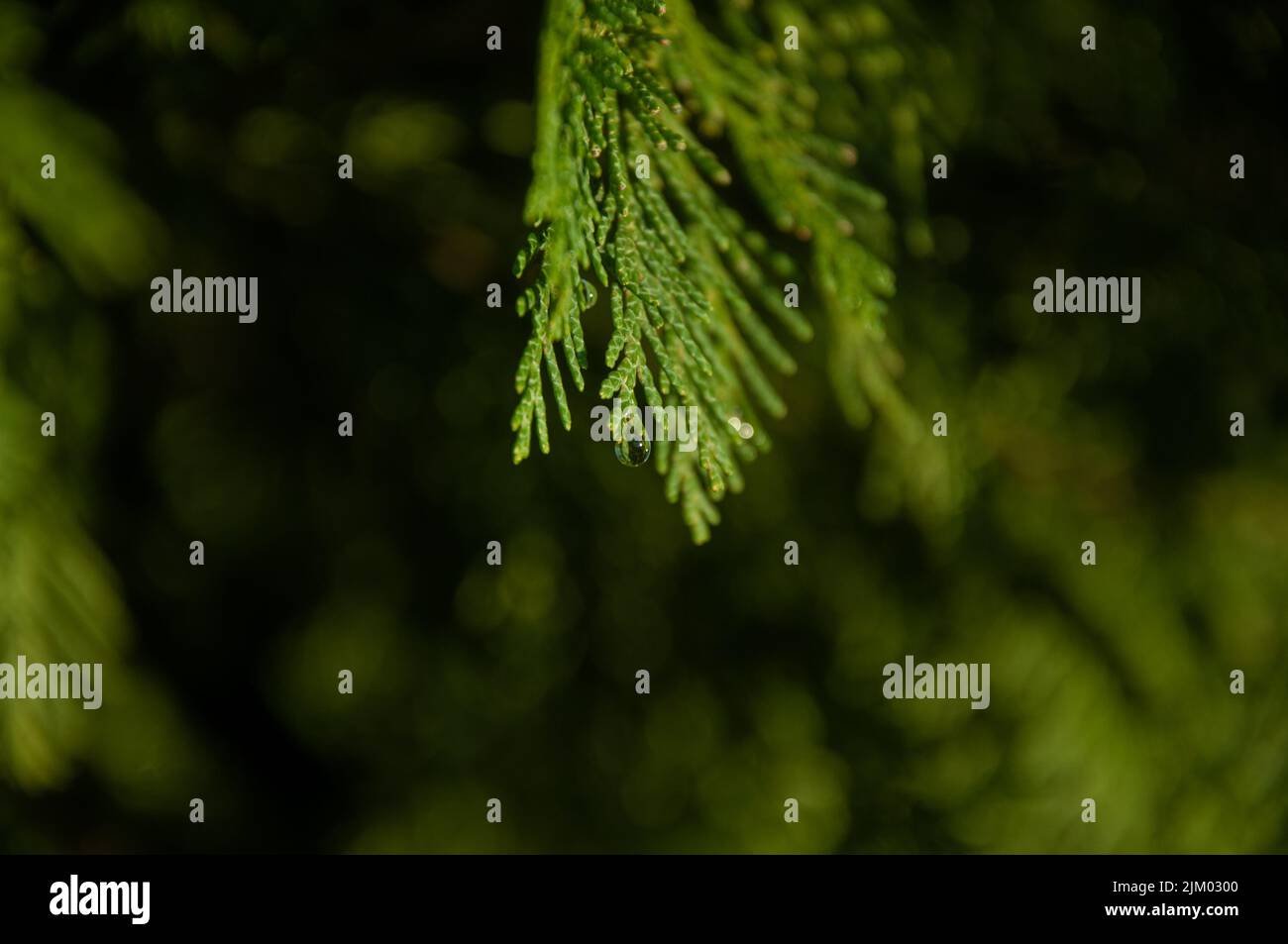 A scenic view of green cypress tree leaves in a forest on a blurred ...