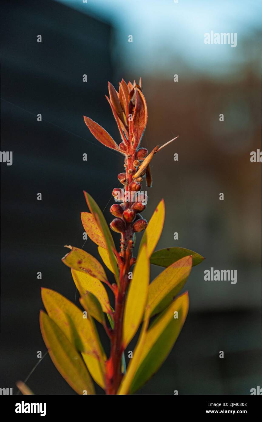 Vertical leaves background hi-res stock photography and images - Alamy