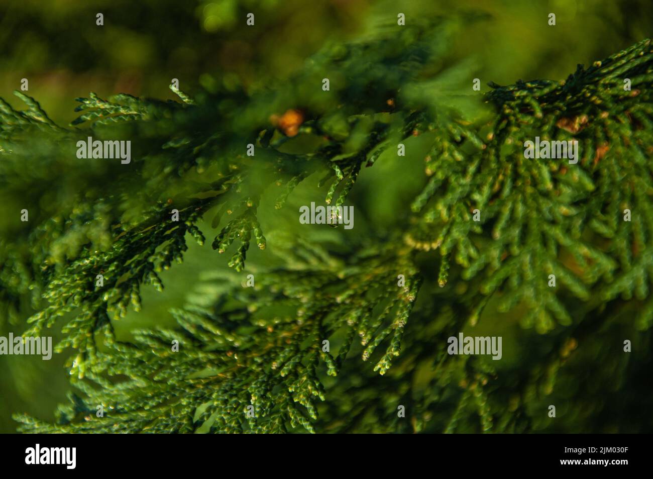 A scenic view of green cypress tree leaves in a forest on a blurred ...
