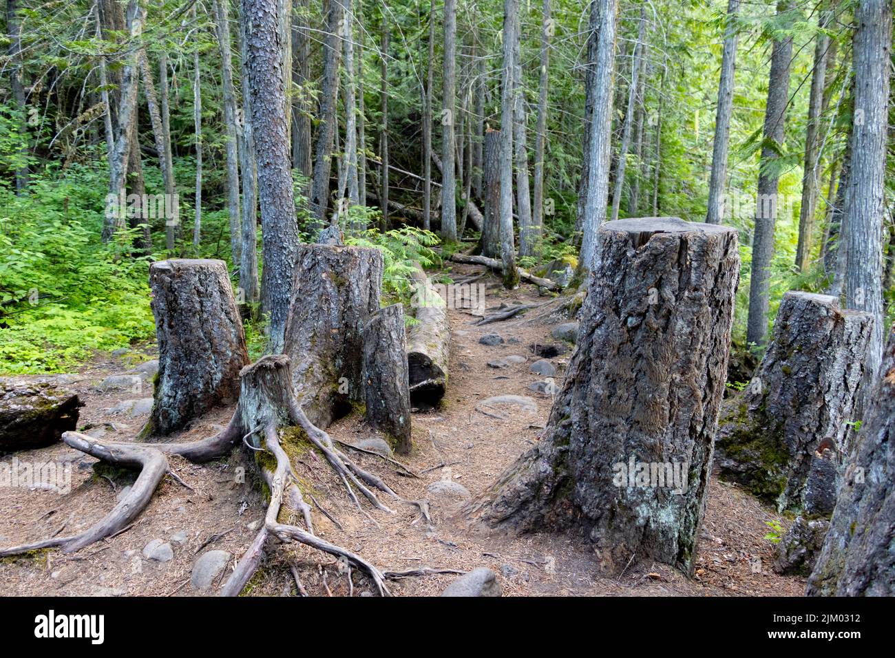 tree stumps in forest Stock Photo - Alamy