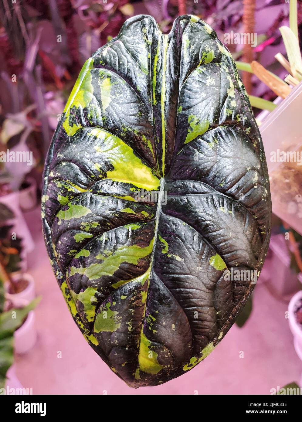 Beautiful dark green and yellow marbled leaf of Alocasia Dragon Scale ...
