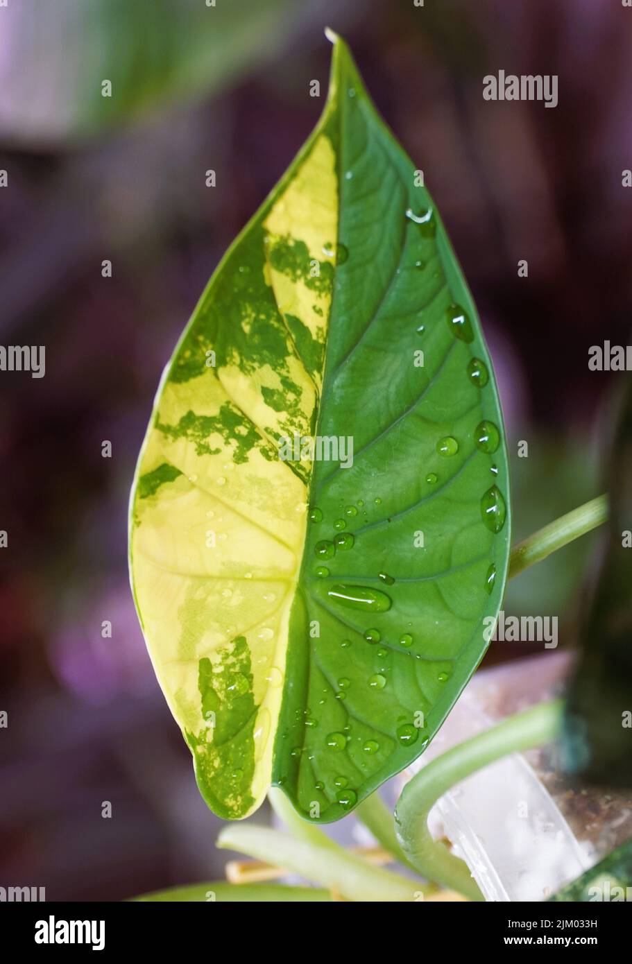 Stunning yellow and green marbled leaf of Alocasia Dragon Scale ...
