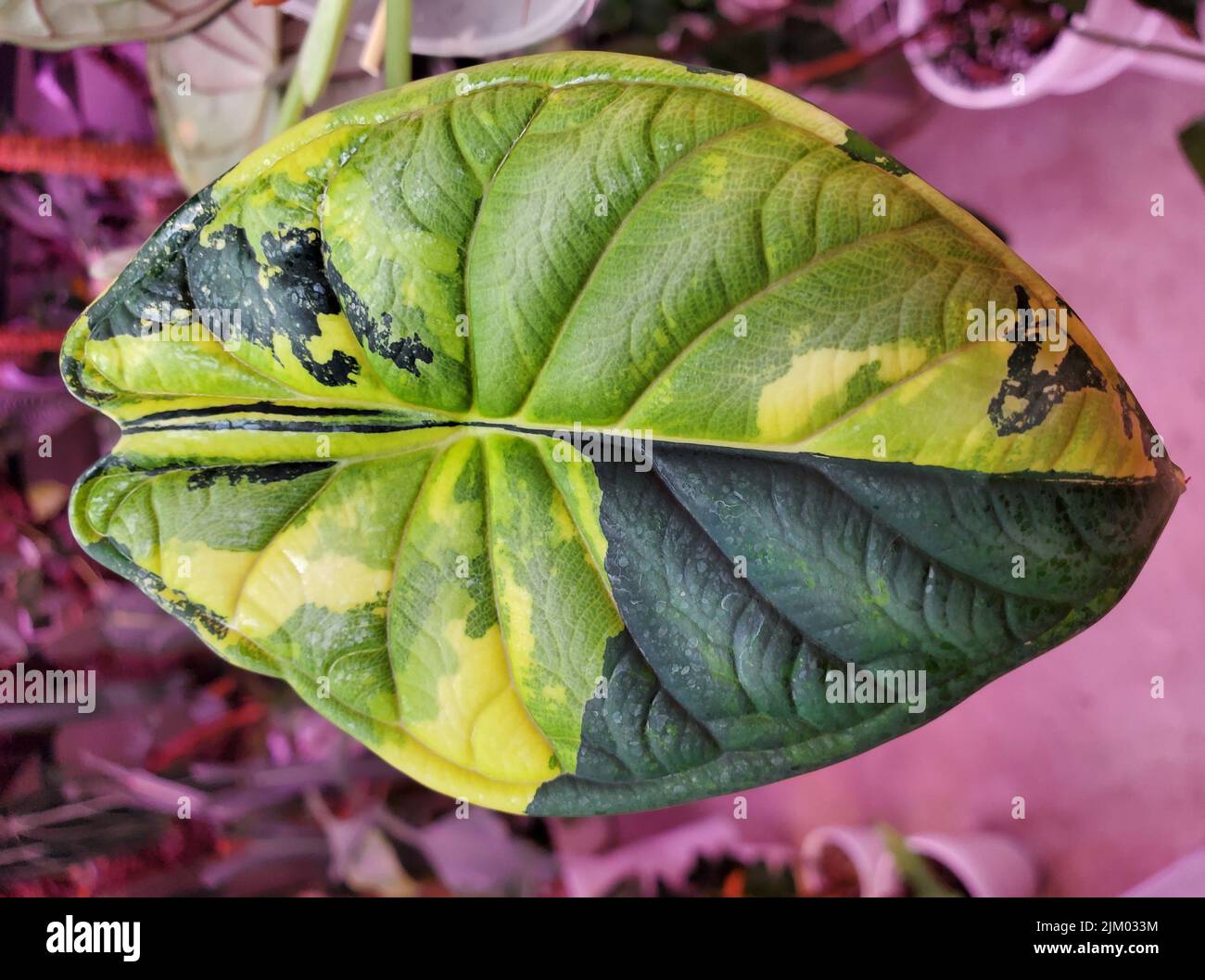 Stunning yellow and green marbled leaf of Alocasia Dragon Scale ...