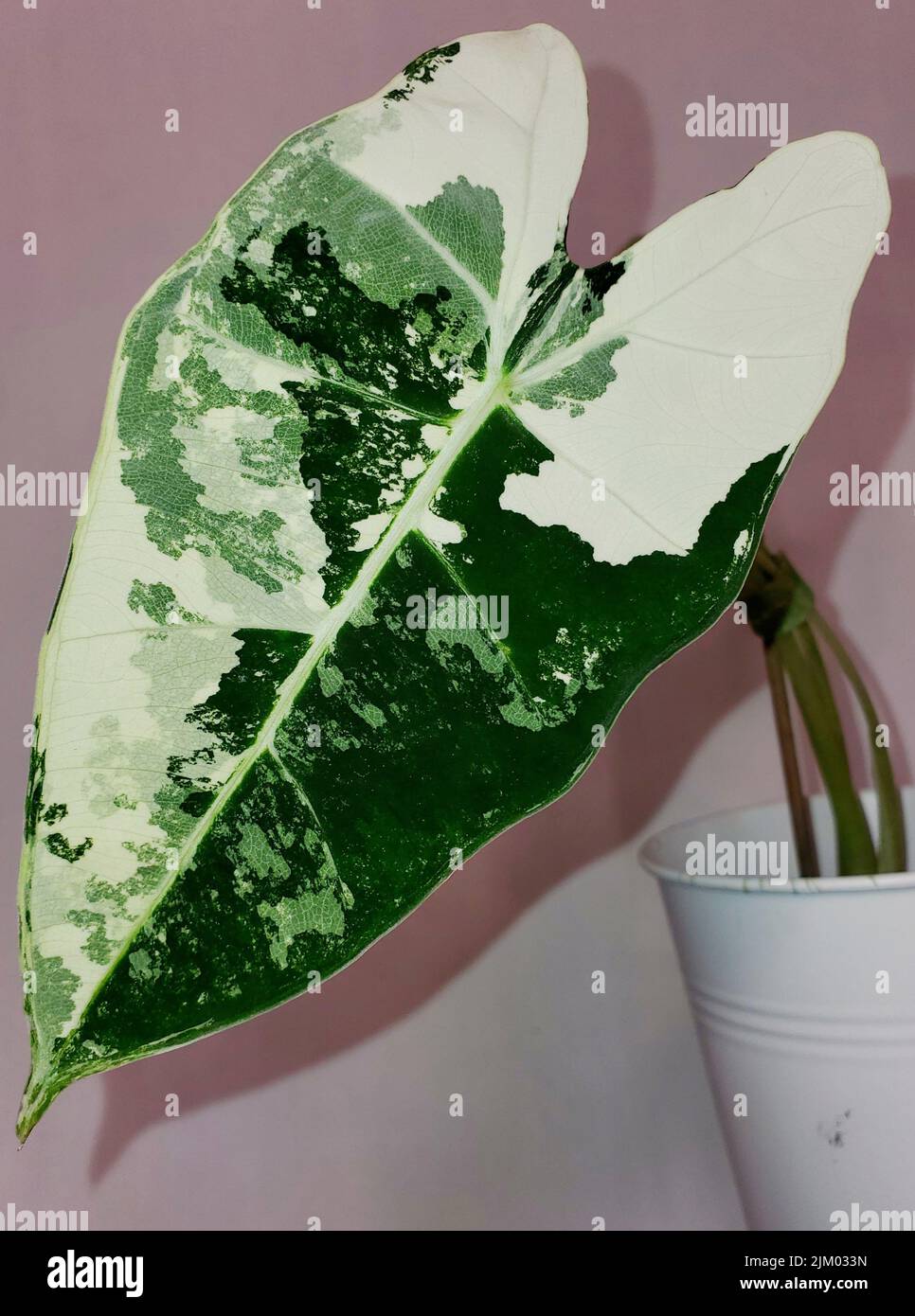 Stunning white and green marbled leaf of Alocasia Frydek variegated ...
