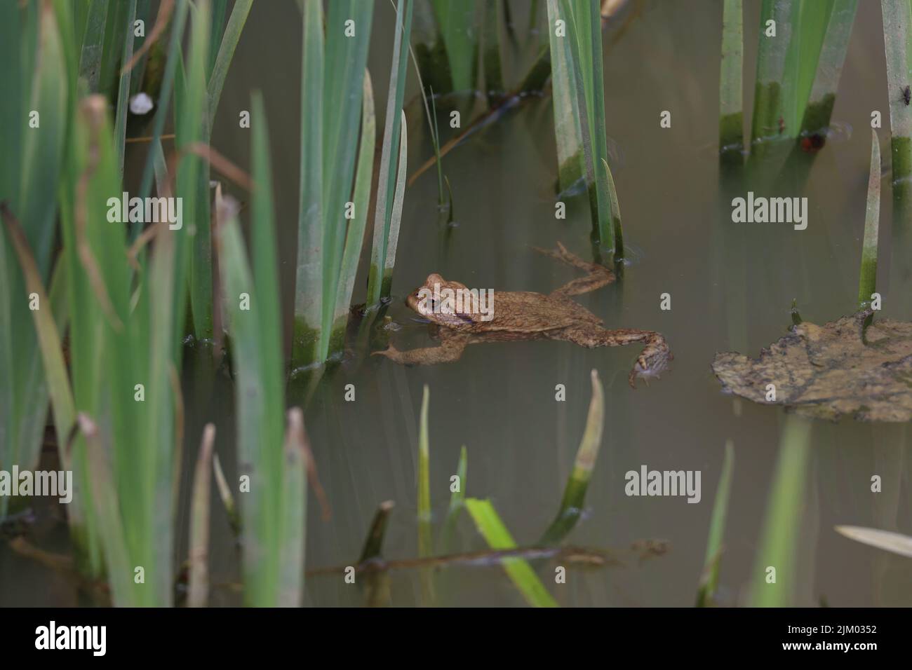 Toad in the breeding season in a pond Stock Photo - Alamy