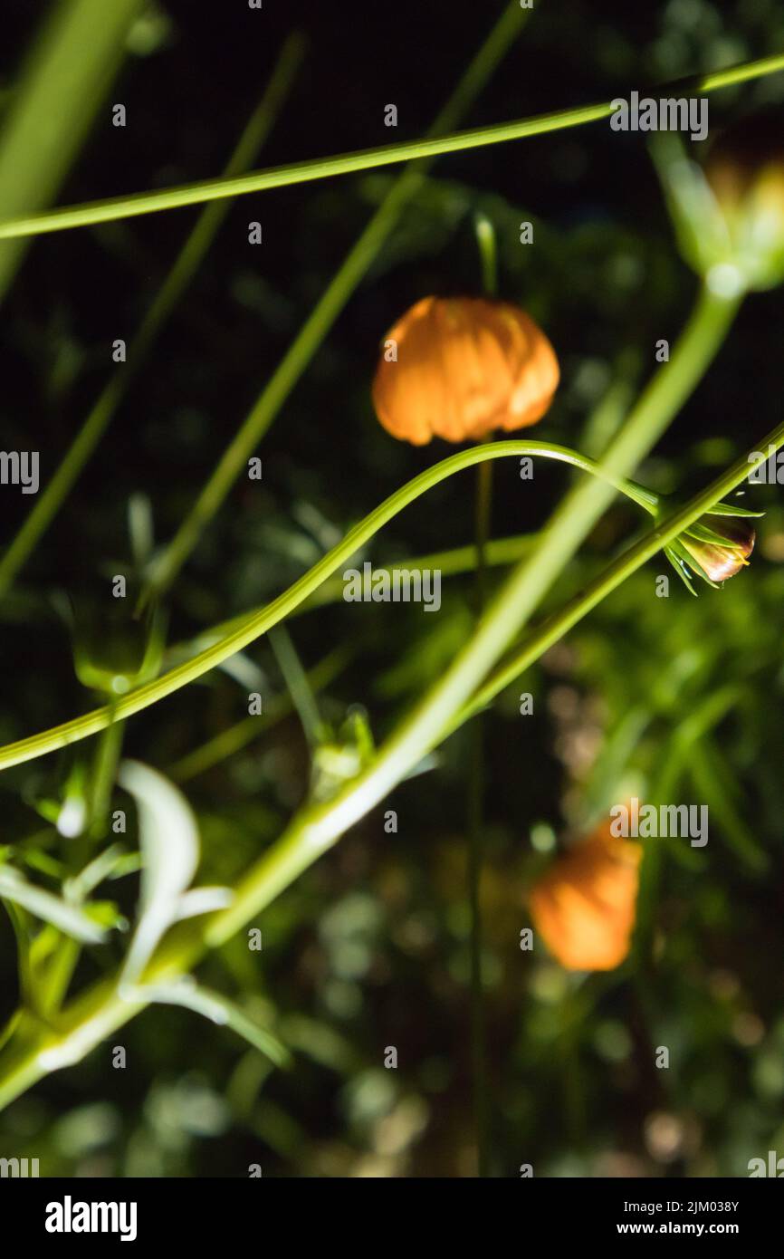 A bottom-up photo of a flower plant at night. The flower looks very ...