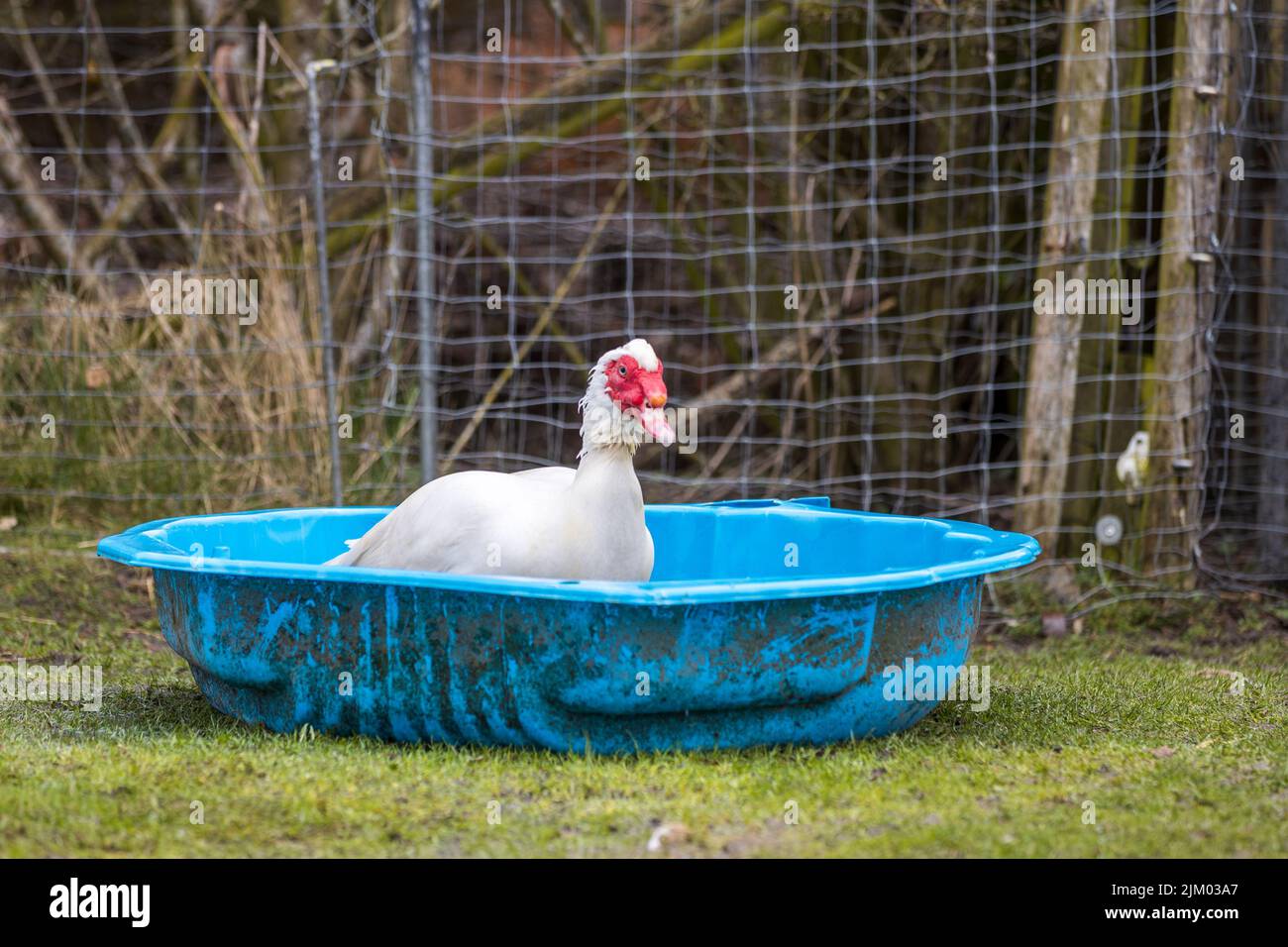 Plastic duck container hi-res stock photography and images - Alamy