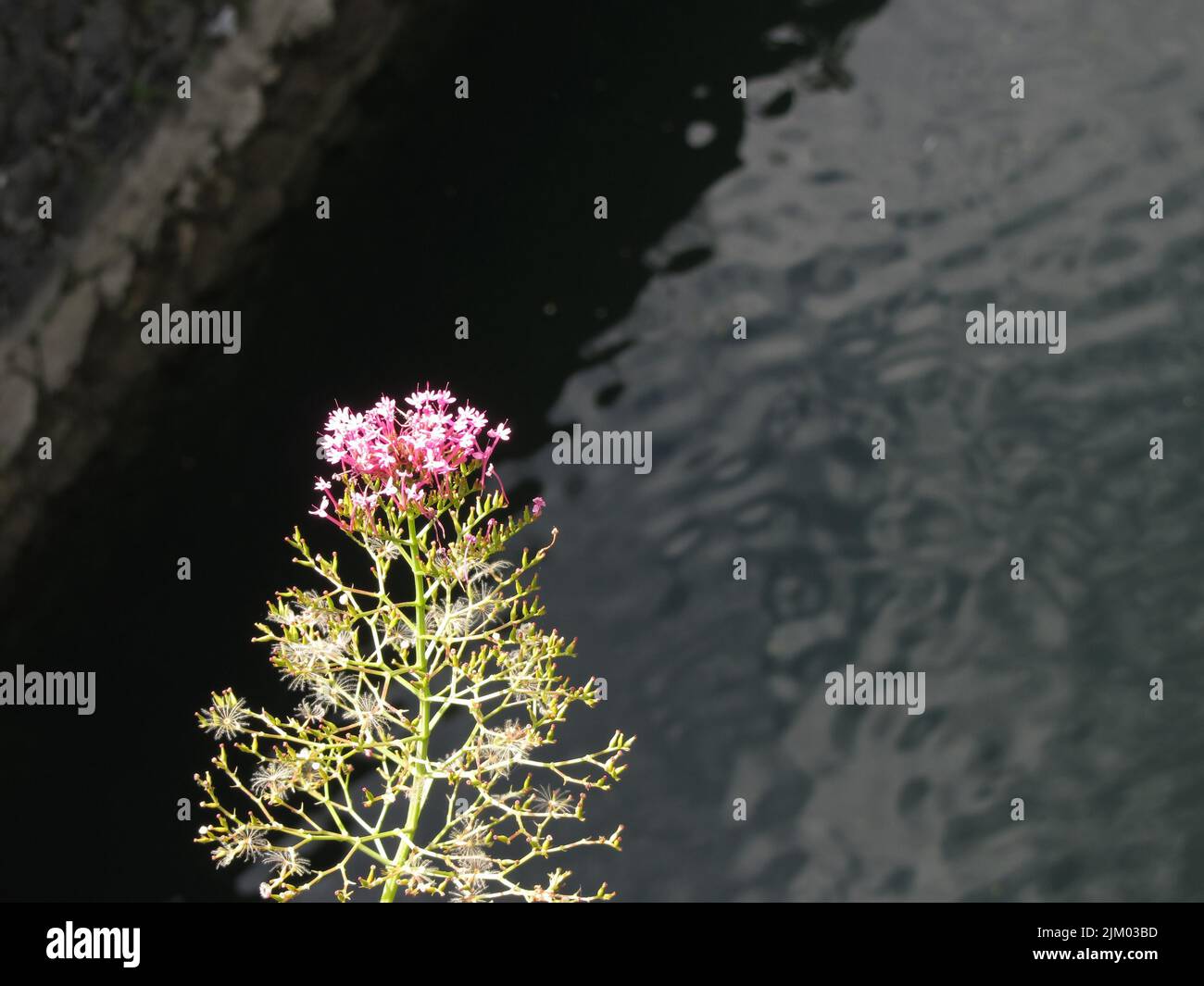 Wildflowers against the water surface of a river Stock Photo - Alamy