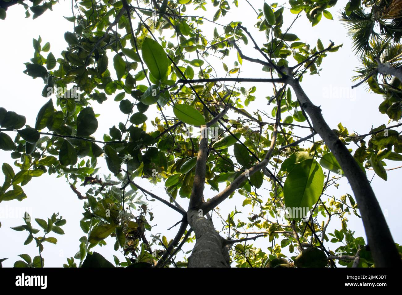 A mosambi plant from bottom to top. The tendons are looks very ...