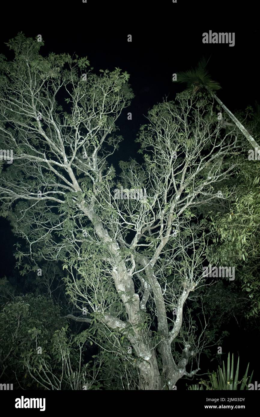 Oak tree from bottom to top hi-res stock photography and images - Alamy