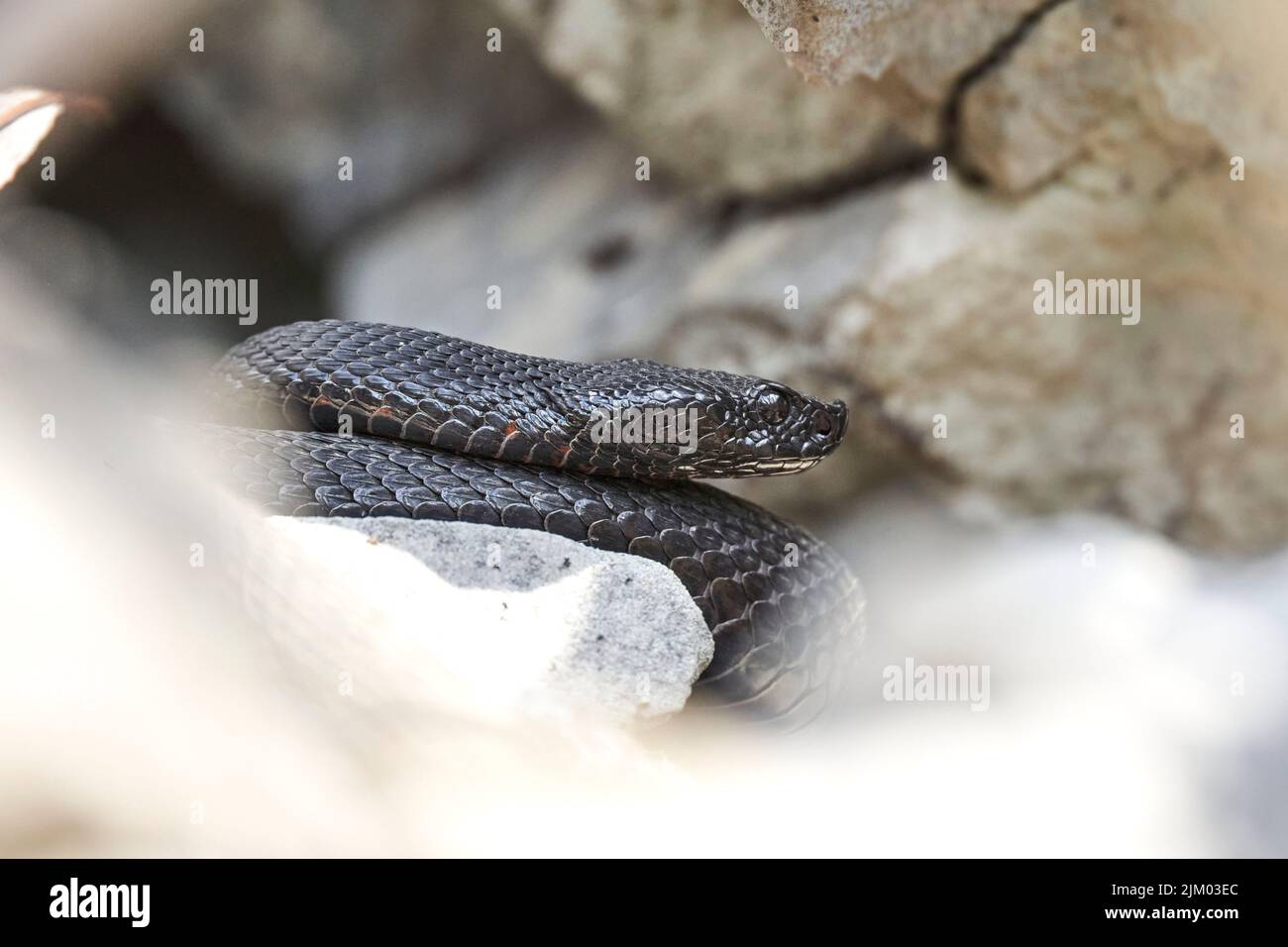 Asp snake hi-res stock photography and images - Alamy