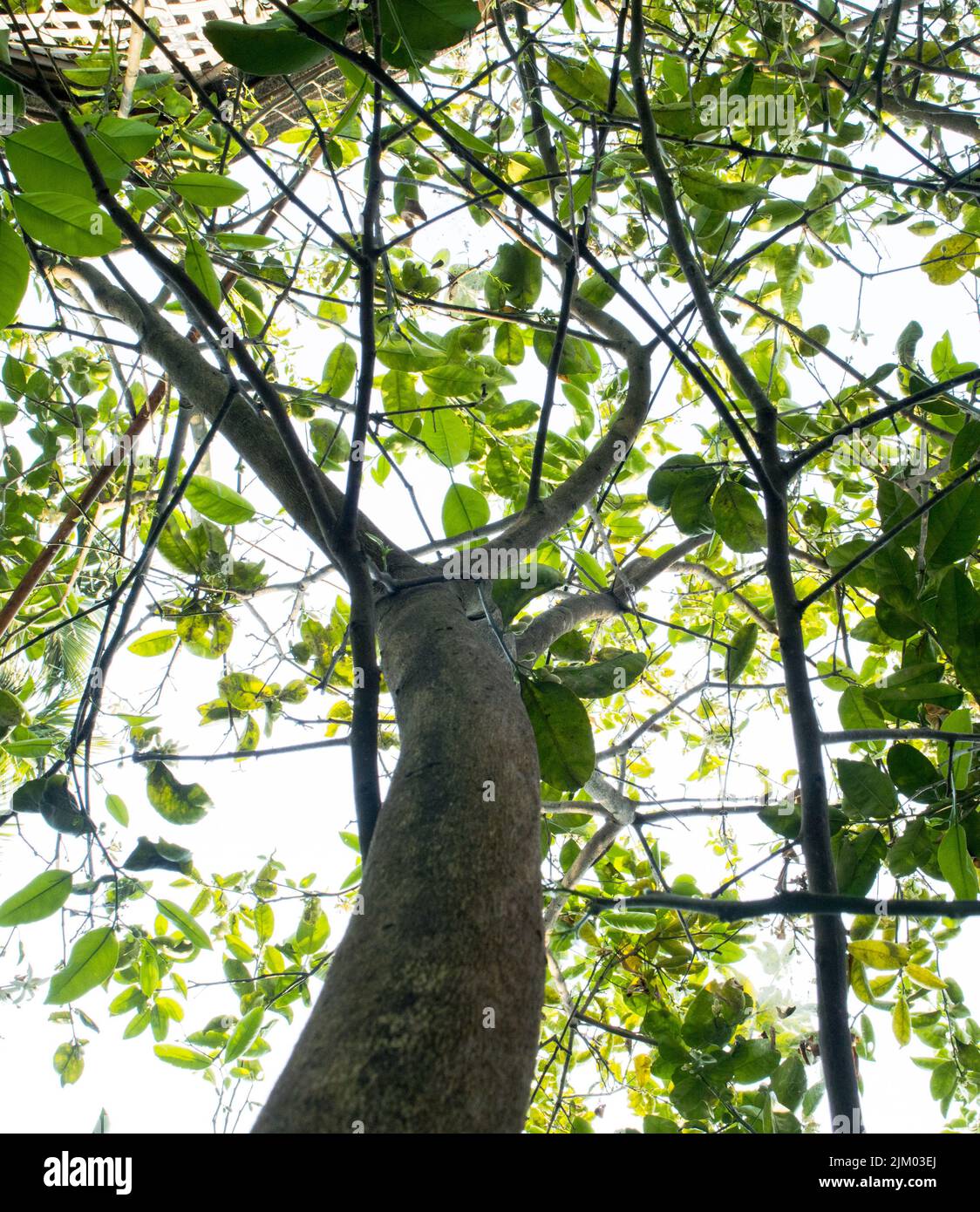 A mosambi plant from bottom to top. The tendons are looks very ...