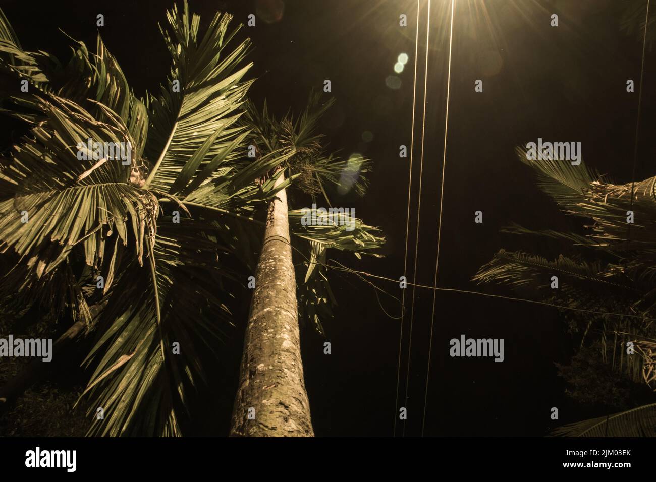 Oak tree from bottom to top hi-res stock photography and images - Alamy