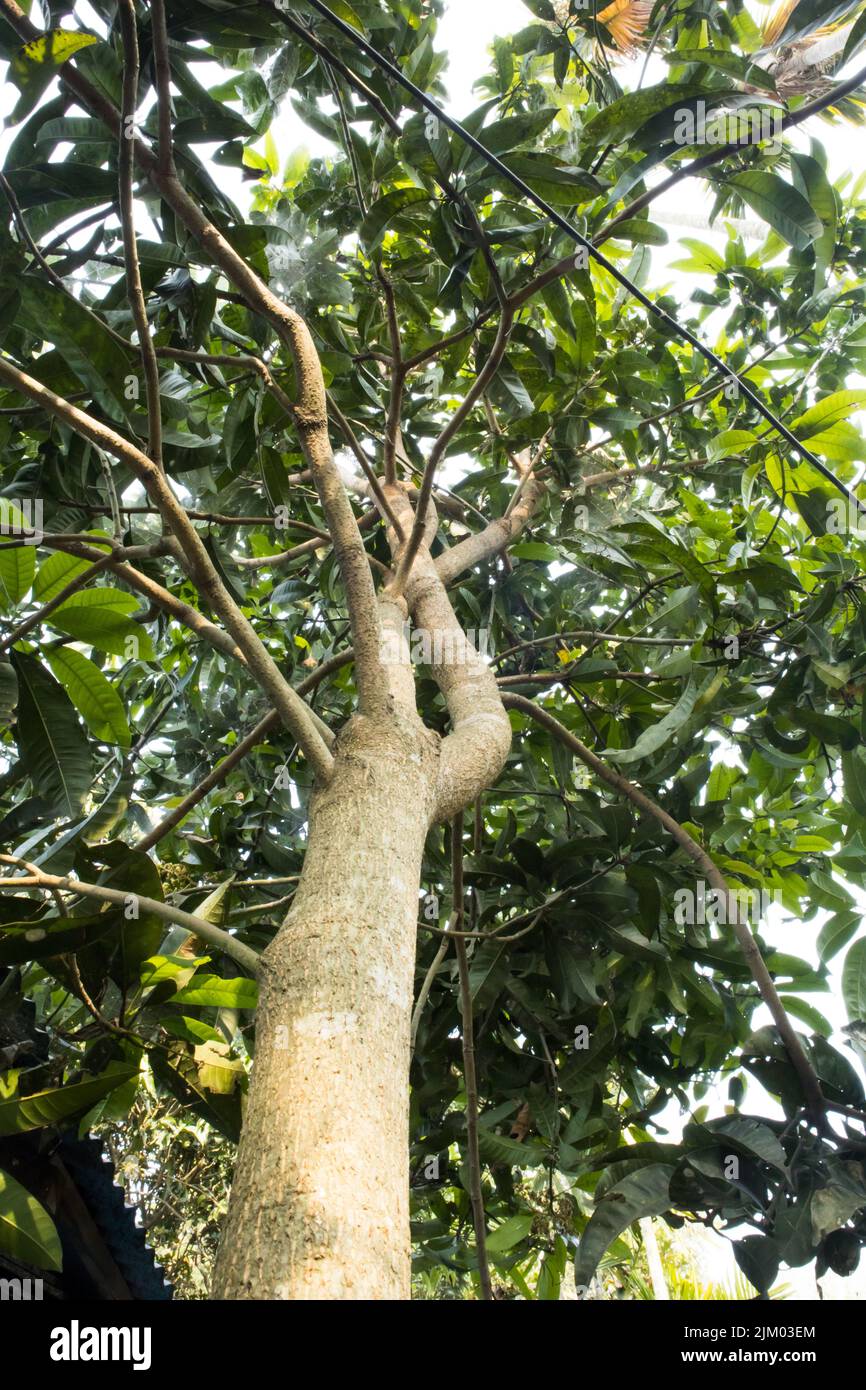 India mango tree large hi-res stock photography and images - Alamy