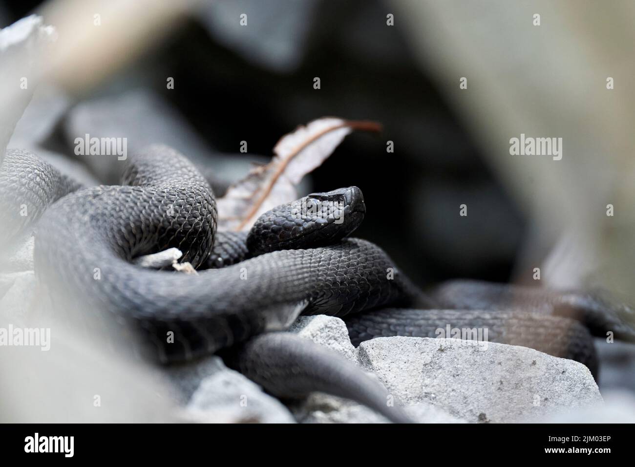 Asp snake hi-res stock photography and images - Alamy