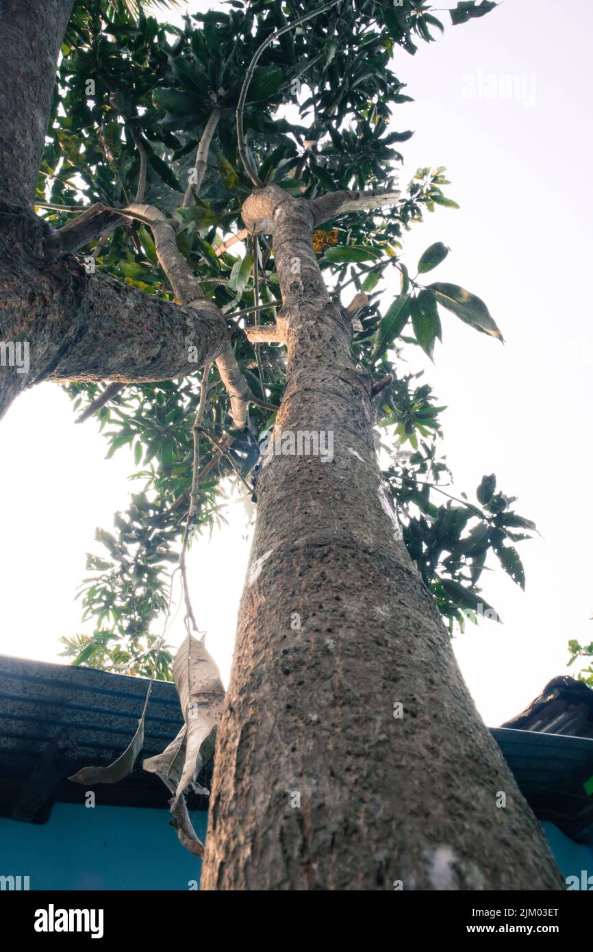 India mango tree large hi-res stock photography and images - Alamy