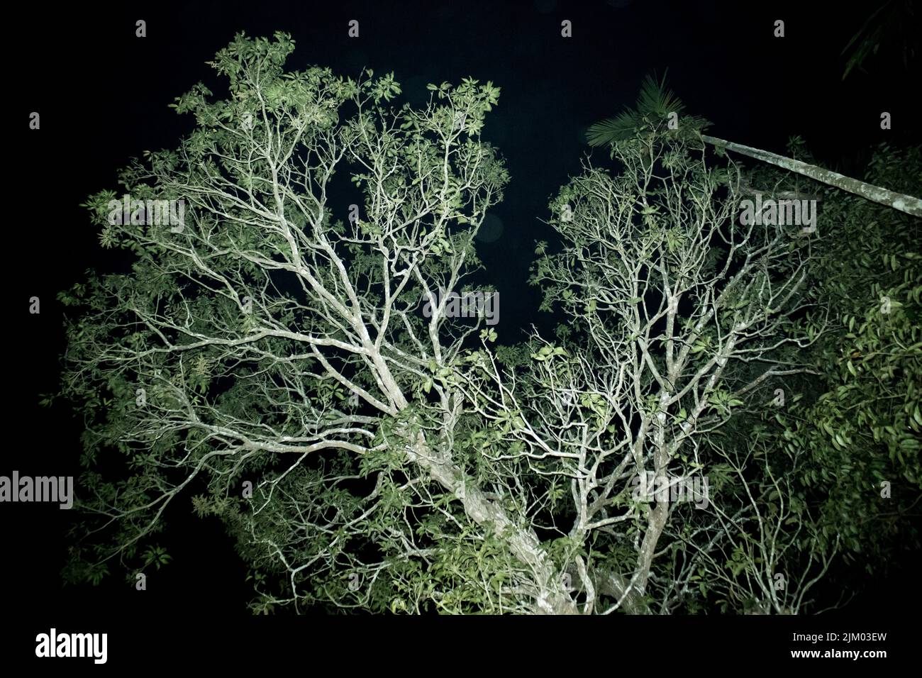 A green tree at night from bottom to top. The tendons are looks very ...