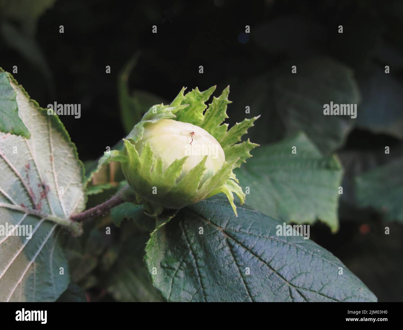 Hazelnut in shell hi-res stock photography and images - Alamy
