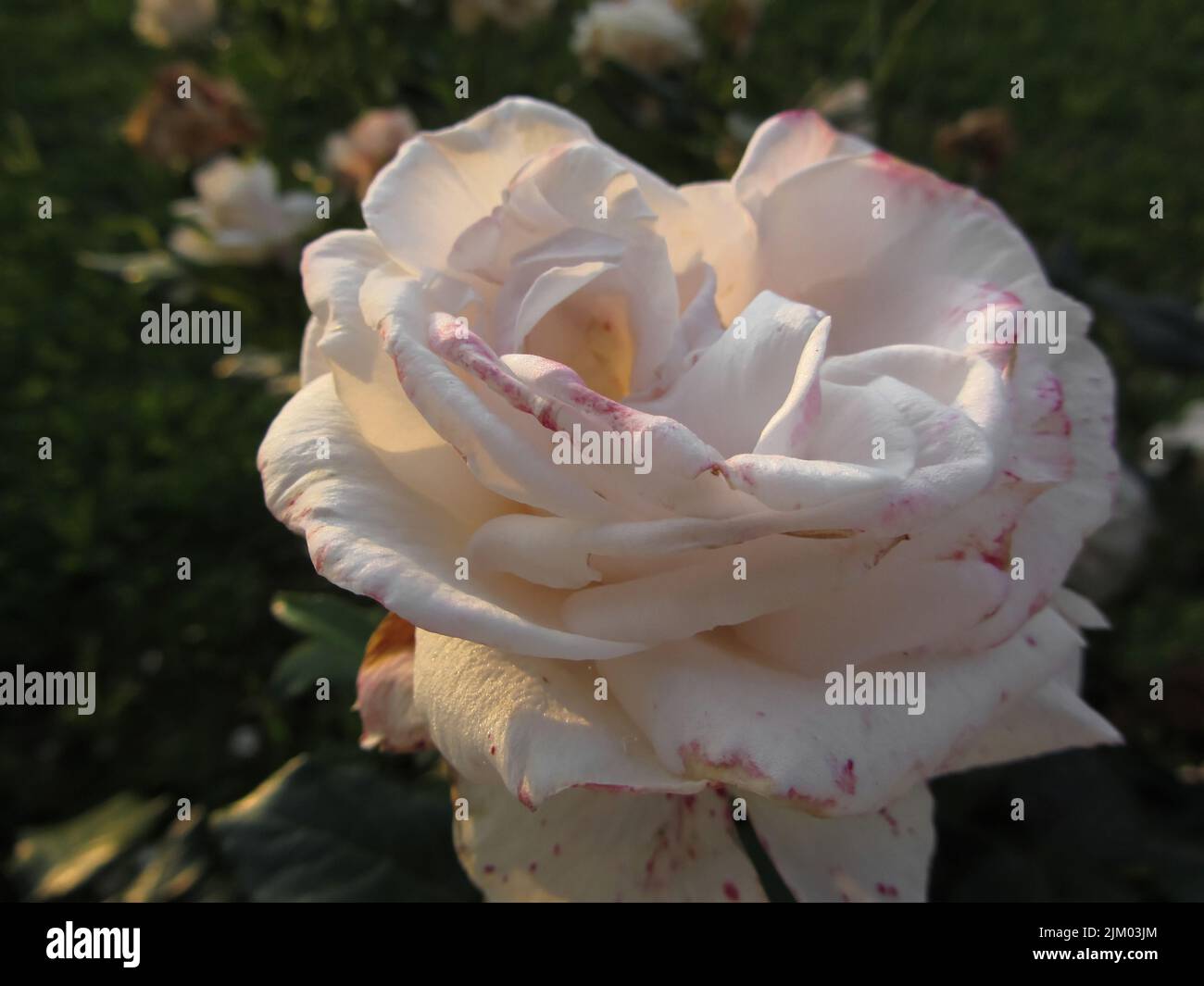 Single white and red streaked rose flower at sunset in spring Stock ...