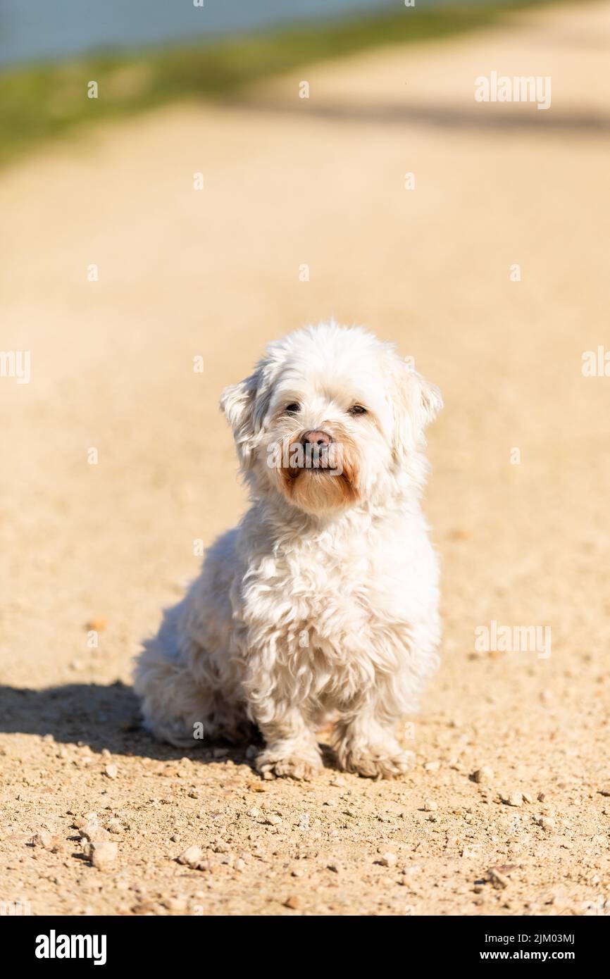 Coton de Tulear dog sitting outdoors in the sun Stock Photo - Alamy
