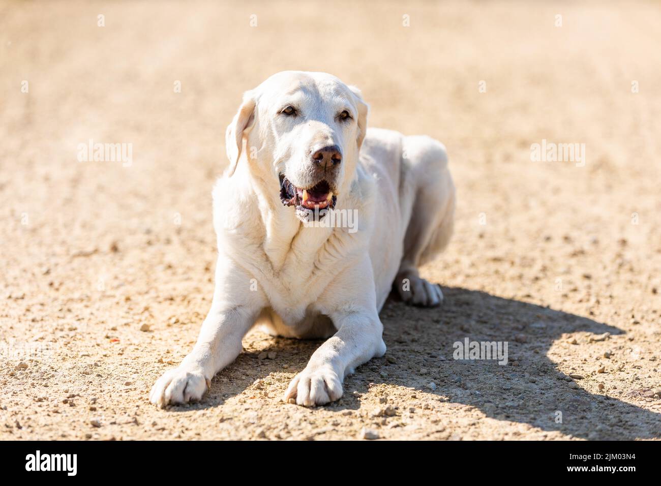 labrador is lying on a sand path Stock Photo - Alamy