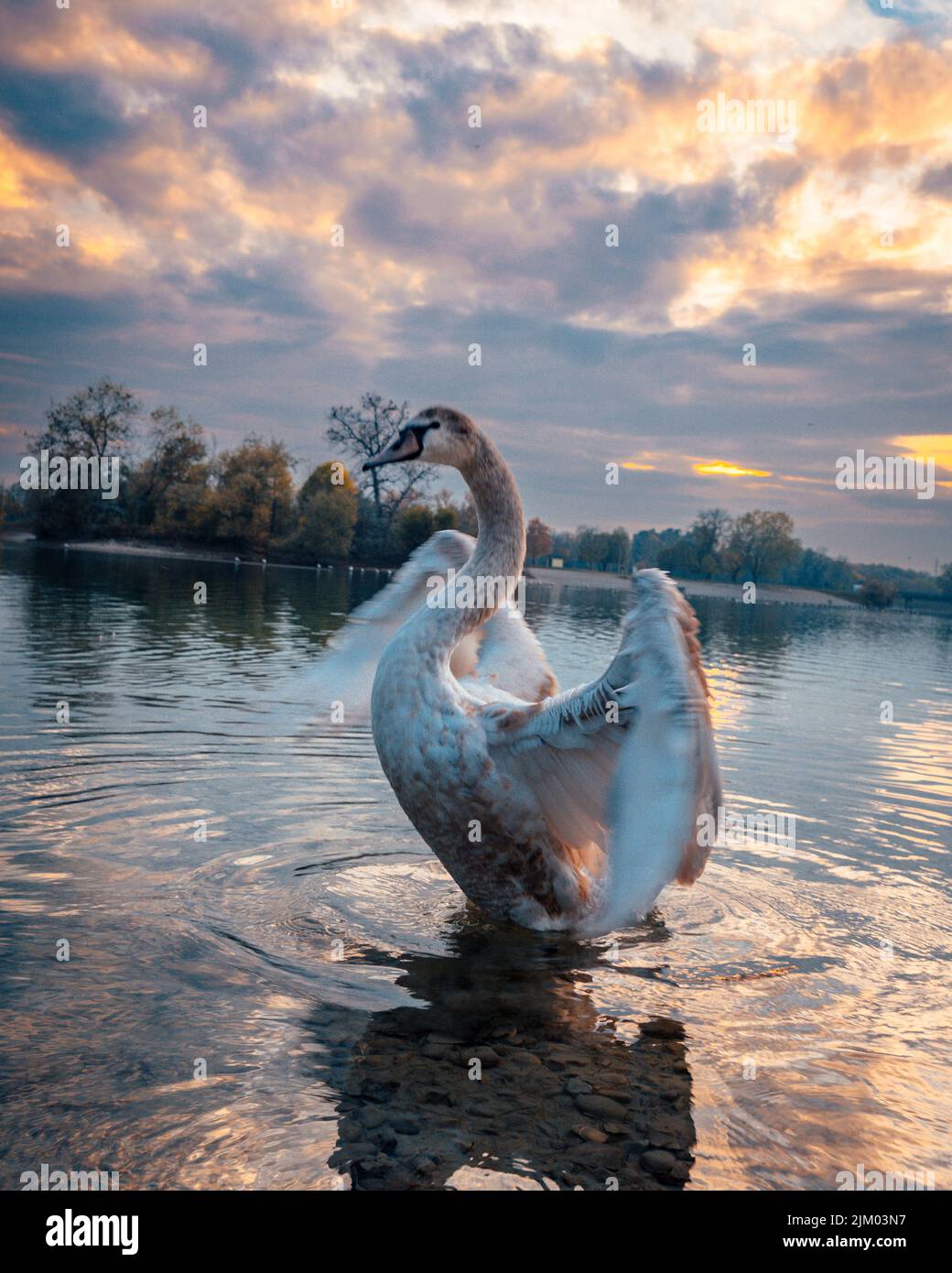 A vertical closeup of a white swan opening its wings, standing in a ...