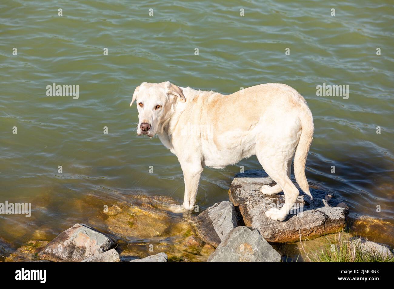 labrador is swimming in a canal Stock Photo - Alamy