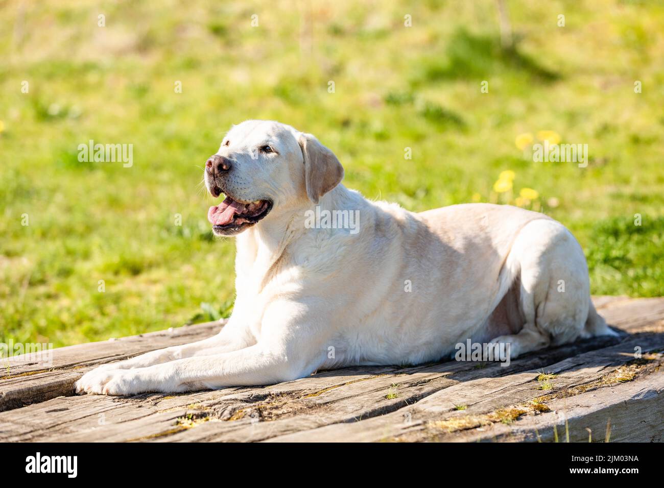Labrador is lying on wood with green grass background Stock Photo - Alamy