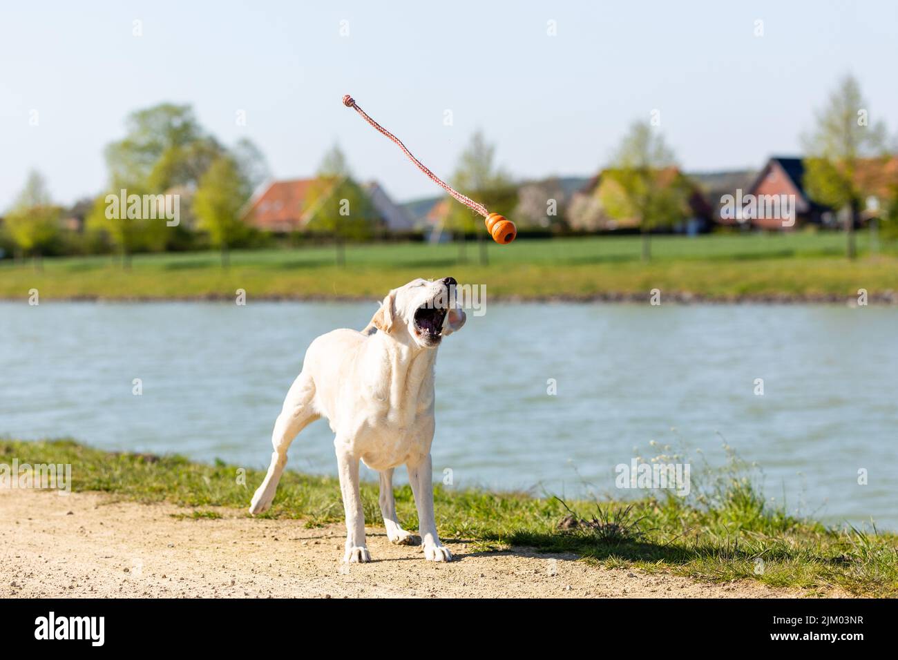 Labrador is playing on a path at a canal Stock Photo - Alamy
