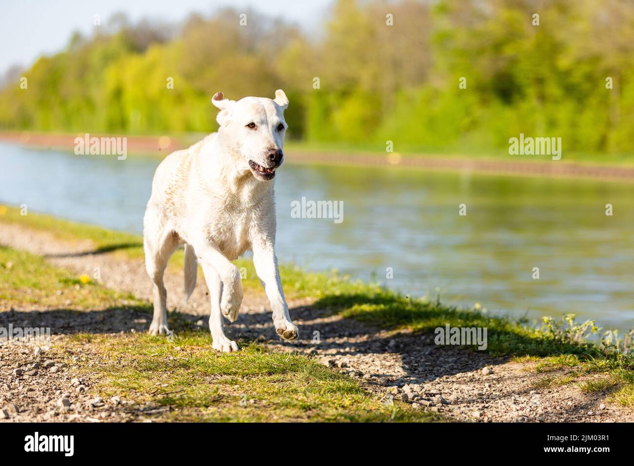 Labrador runs fast on a path along a canal Stock Photo - Alamy