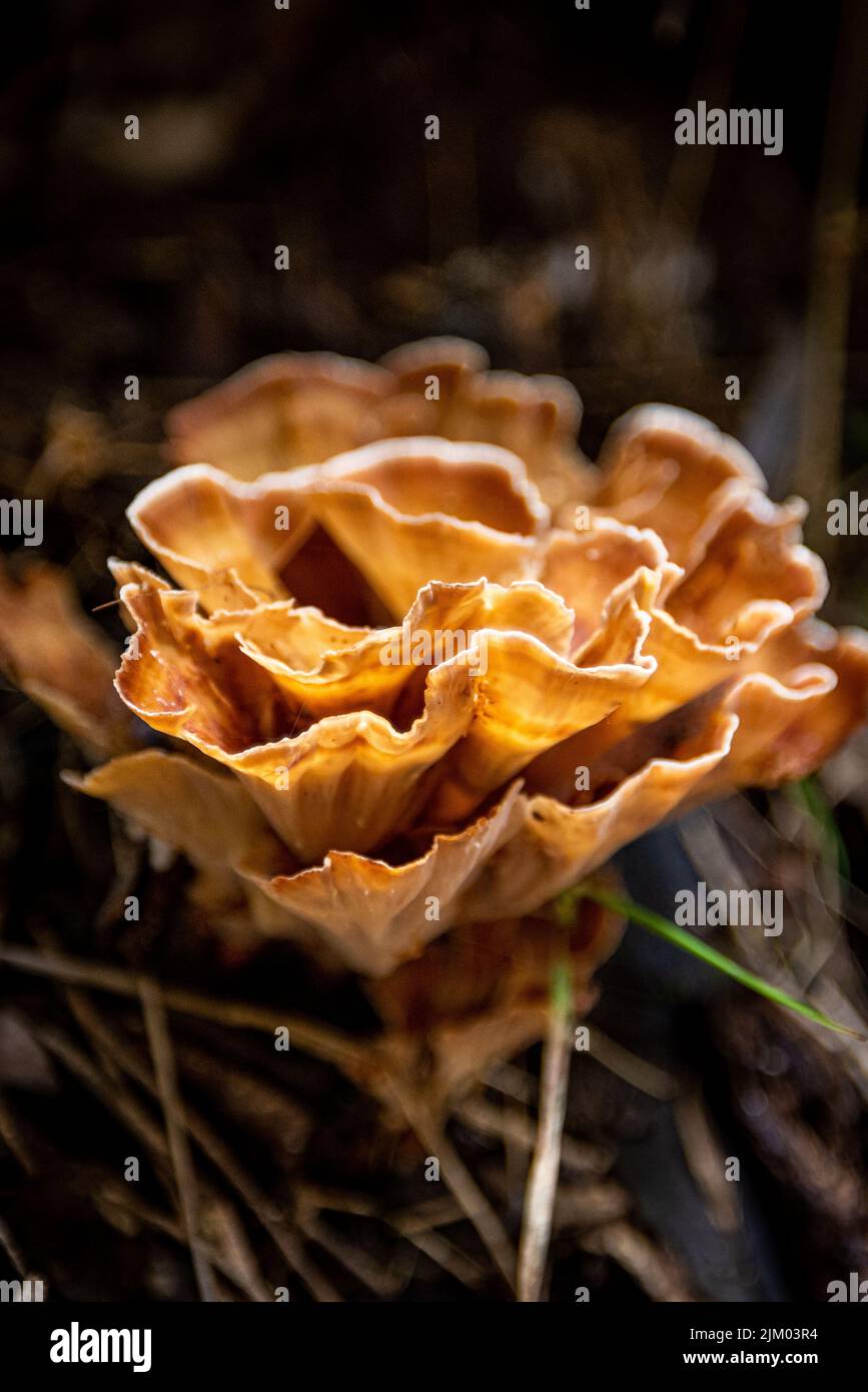 A vertical closeup of Podoscypha mushrooms growing in the woods Stock ...
