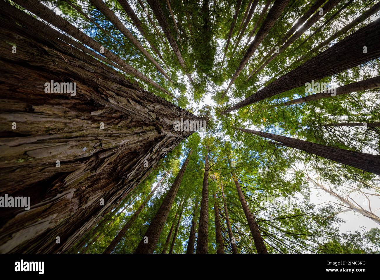 A low angle of green trees in Californian Redwood forest against a blue ...