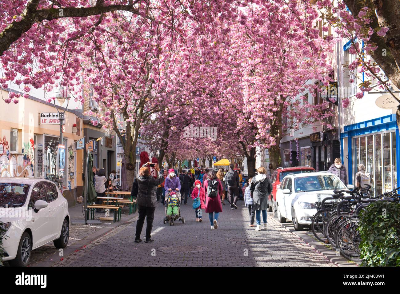 famous blooming cherry trees in the old town of bonn Stock Photo - Alamy