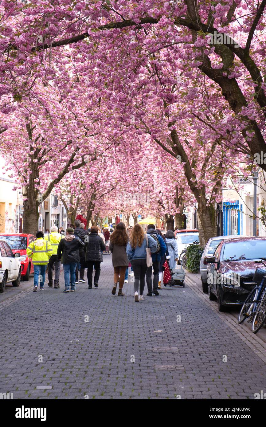 famous blooming cherry trees in the old town of bonn Stock Photo - Alamy