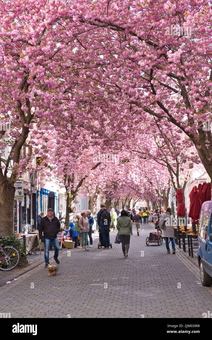 famous blooming cherry trees in the old town of bonn Stock Photo - Alamy