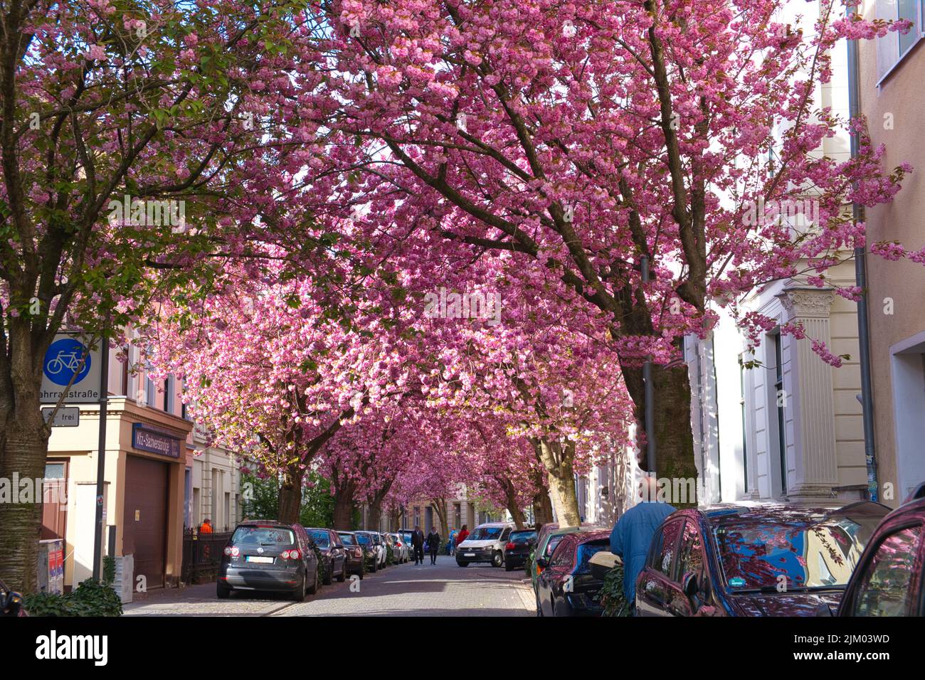 famous blooming cherry trees in the old town of bonn Stock Photo - Alamy