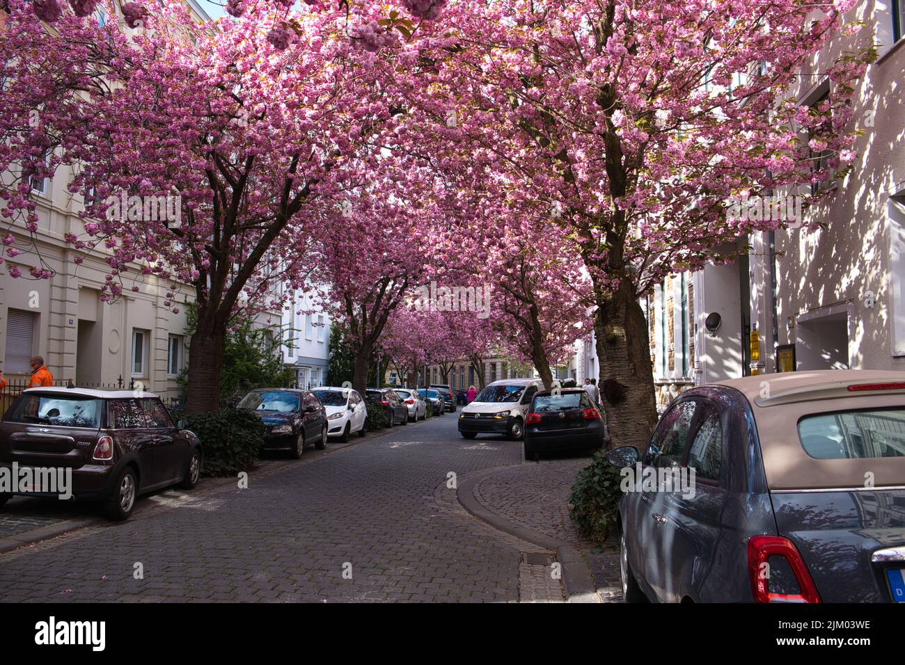 famous blooming cherry trees in the old town of bonn Stock Photo - Alamy