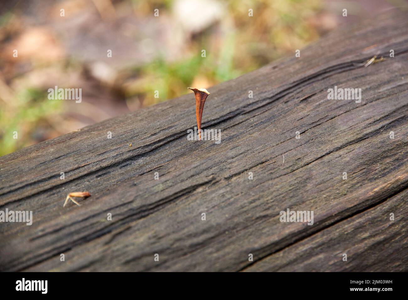 Spike shot hi-res stock photography and images - Alamy